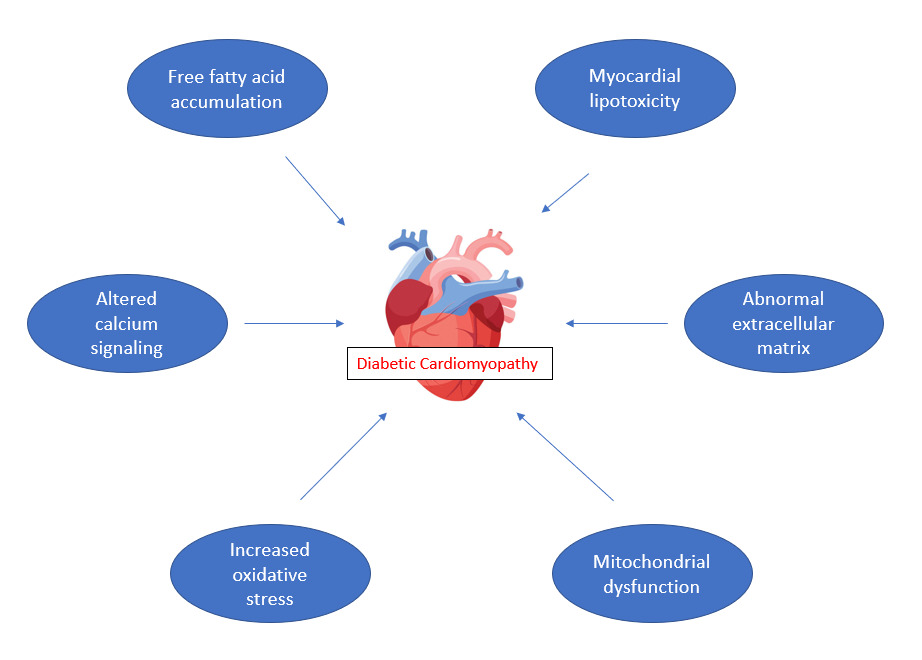 Diabetic Cardiomyopathy: Pathophysiology and Novel Therapies ...