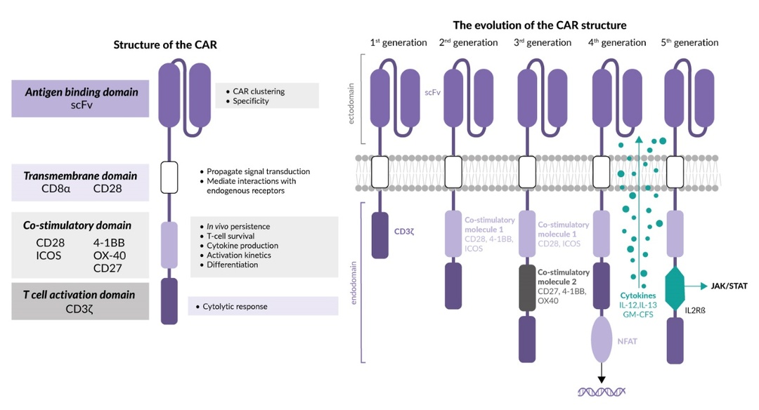 t lymphocytes structure