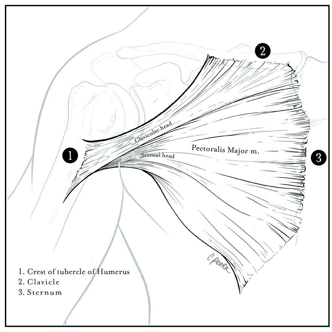 pec tendons