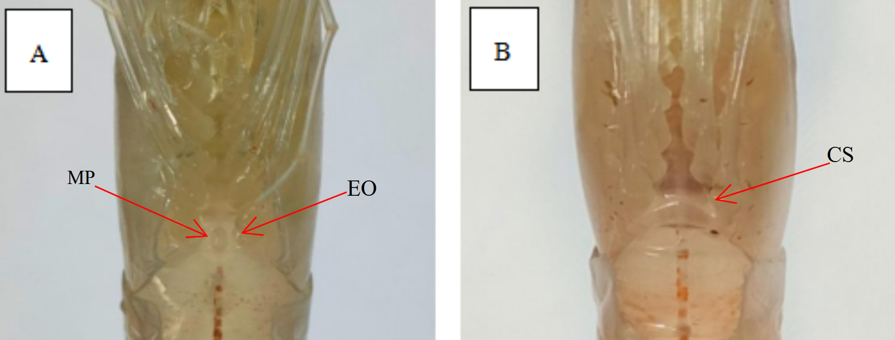 Effects of different temperatures on growth and gonad development ...
