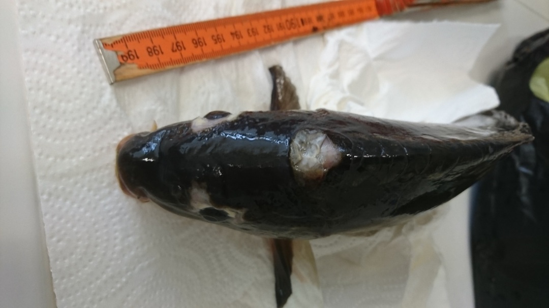 common carp diseases