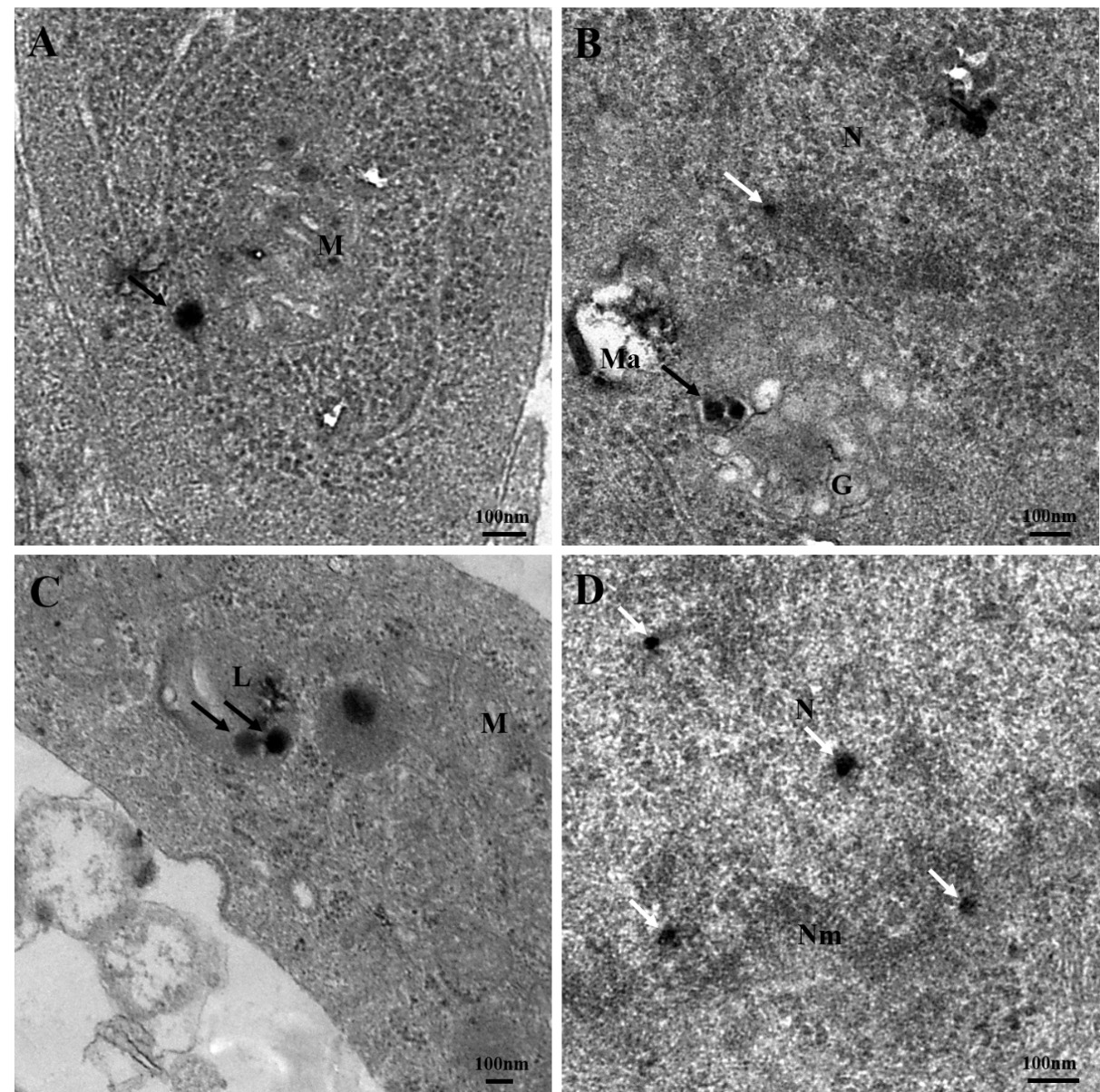 Morphogenesis of largemouth bass ranavirus (LMBRaV) in the epithelioma ...