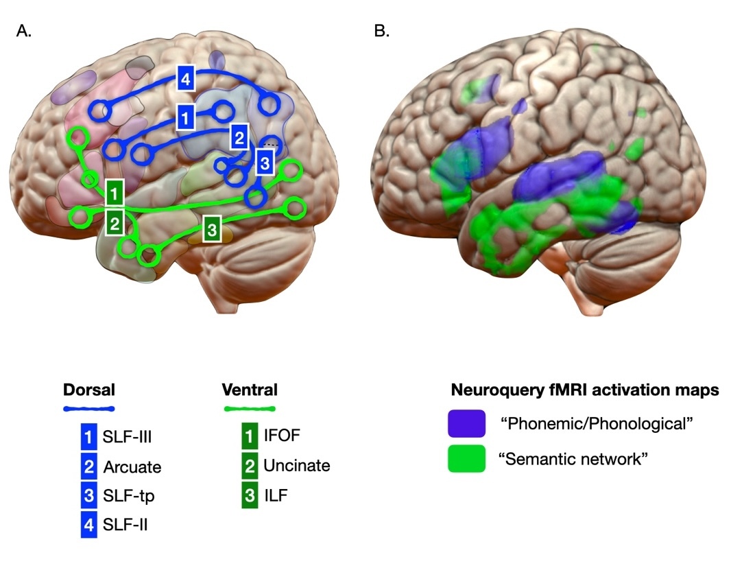 Consensus recommendations for clinical functional MRI applied to ...