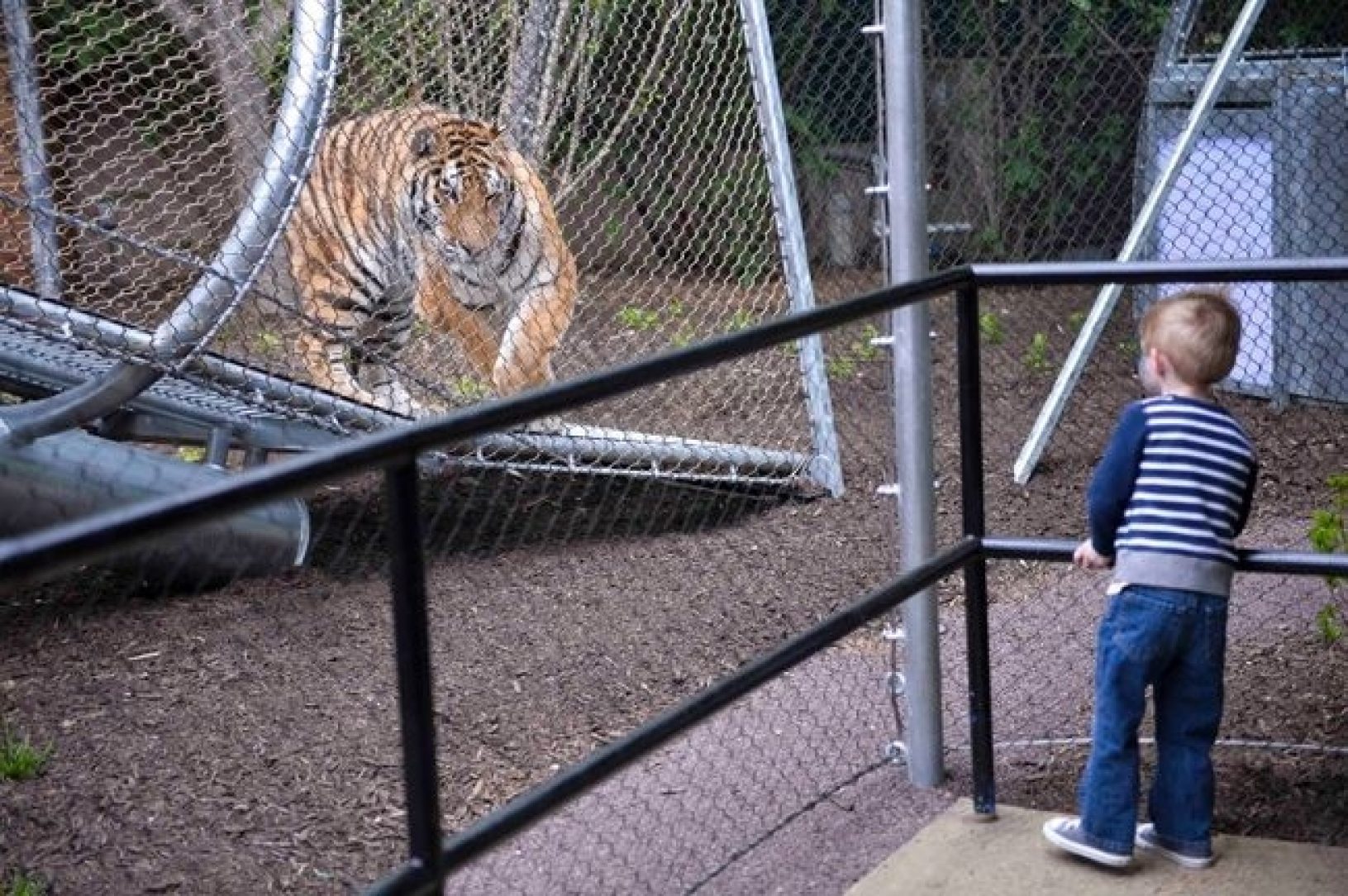 Big Cat Crossing, Philadelphia Zoo | American Galvanizers Association