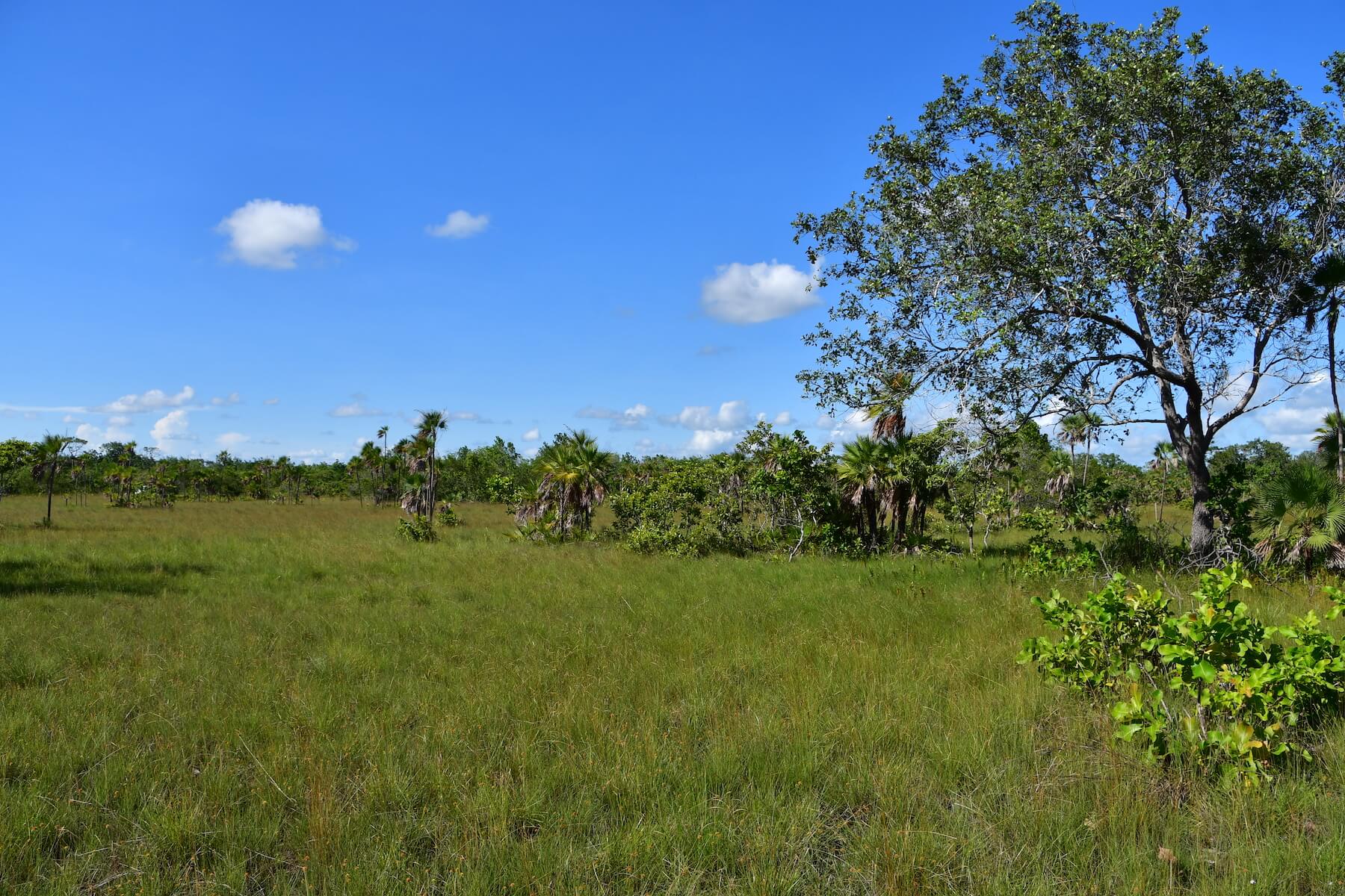 Two Adjacent 1/2-Acre Lots near Biscayne off Philip Goldson Highway ...