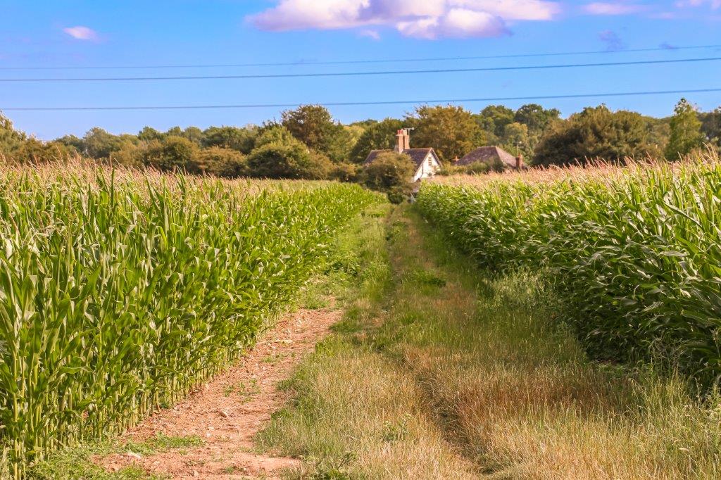 Throwley Forstal - Graham John