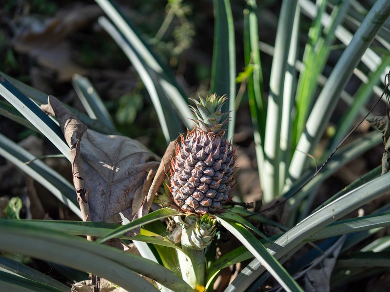 Land For Sale in Playa Carrillo | Costa Rica