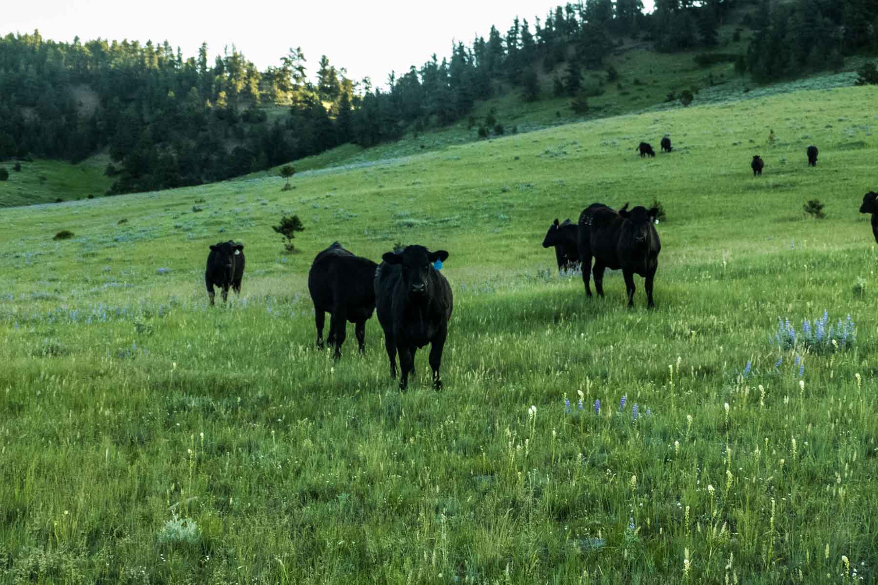 Sheep Creek Ranch - Sold - Montana - Hall and Hall