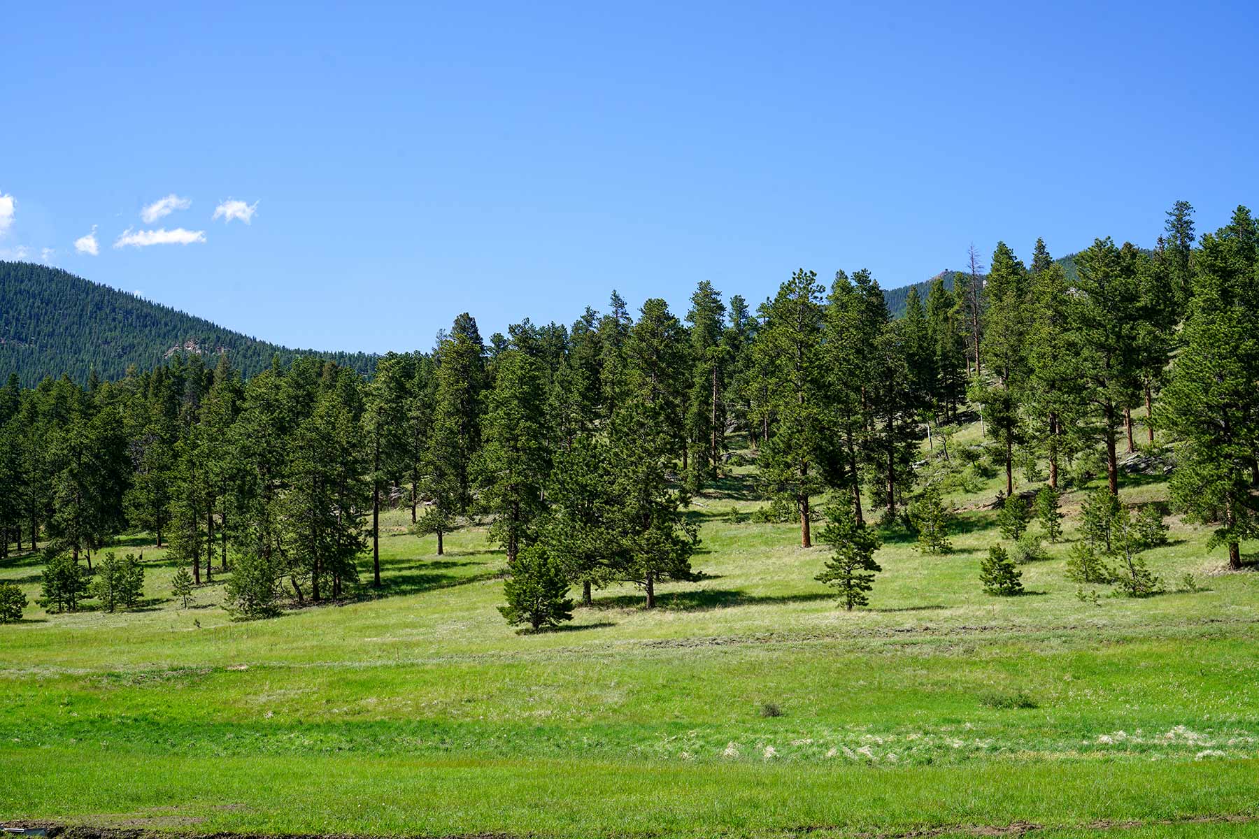 Elk Meadow Ranch - Sold - Colorado - Hall and Hall