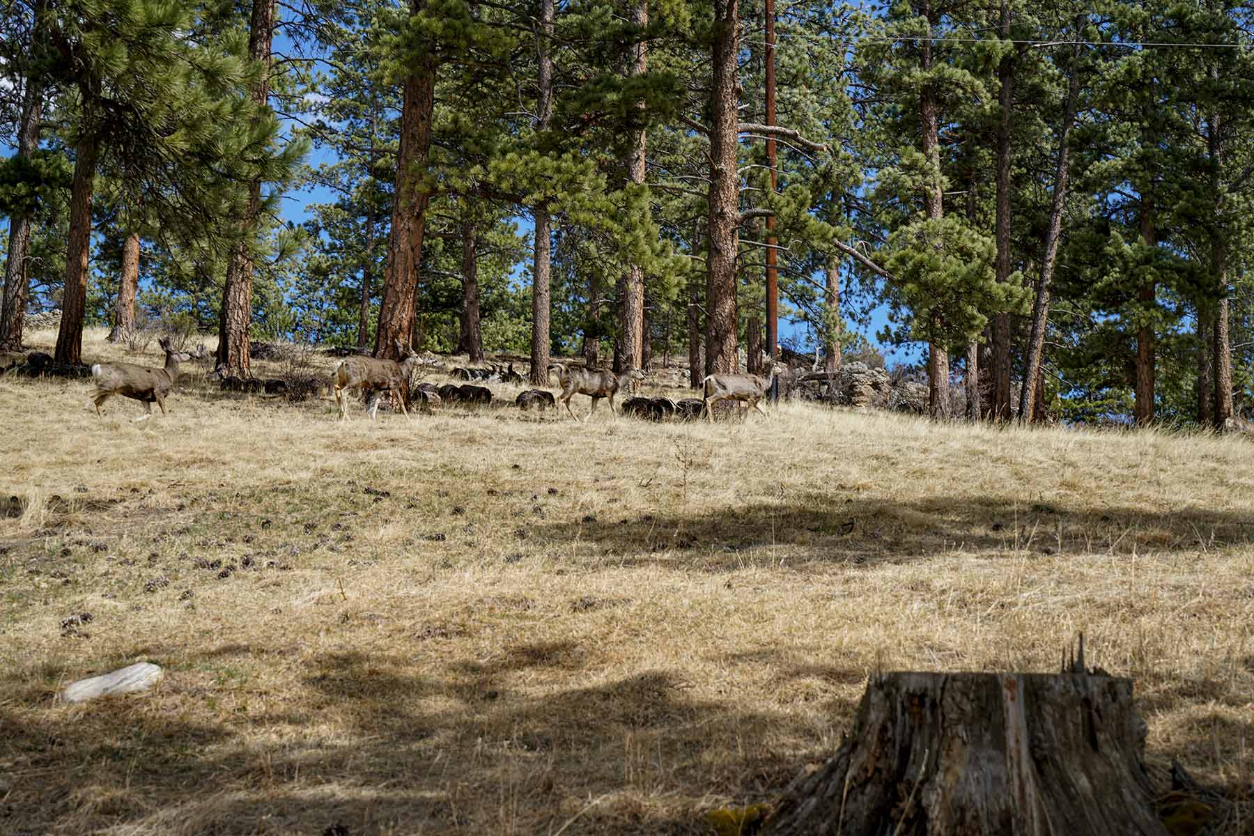 Elk Meadow Ranch - Sold - Colorado - Hall and Hall