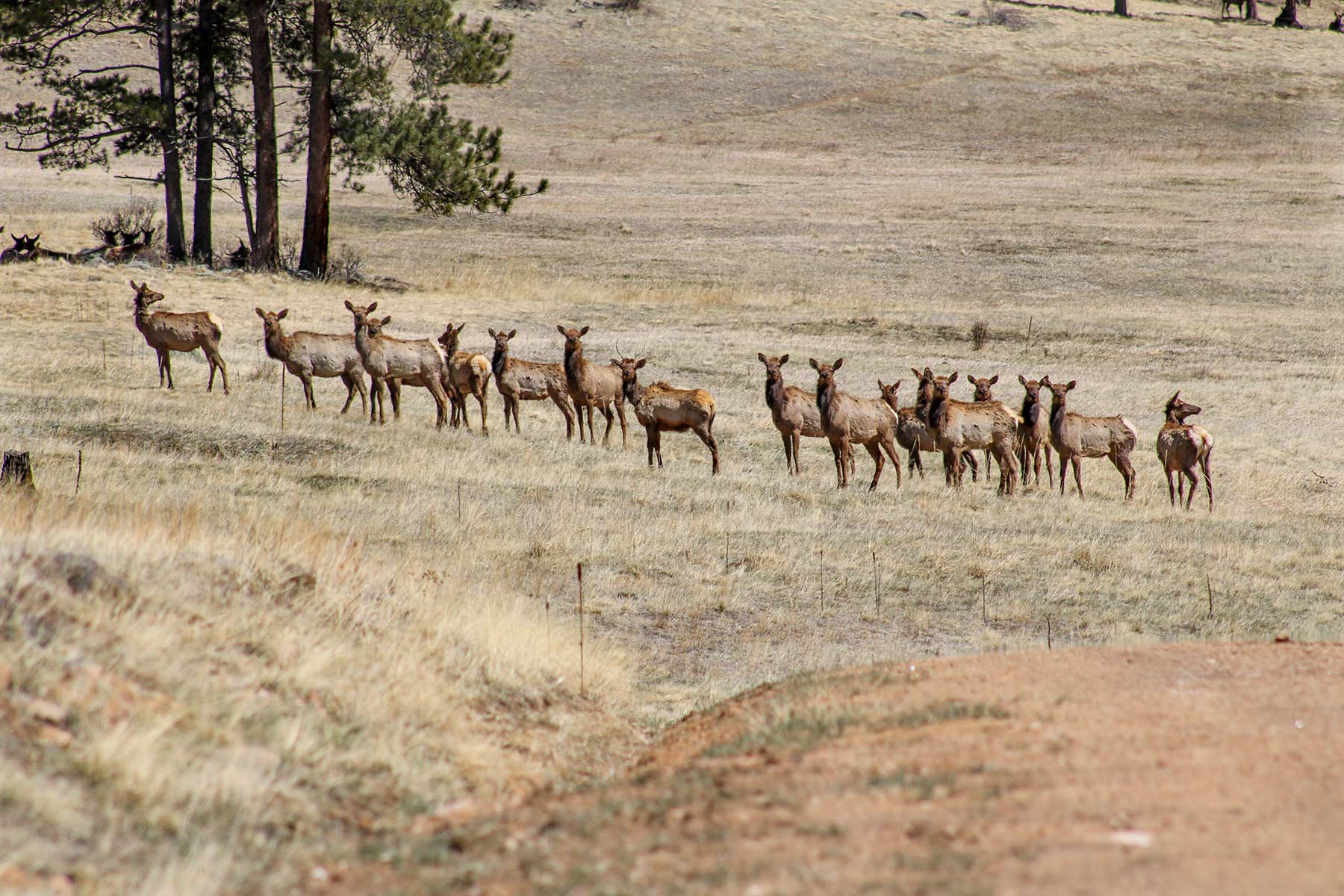 Elk Meadow Ranch - Sold - Colorado - Hall and Hall