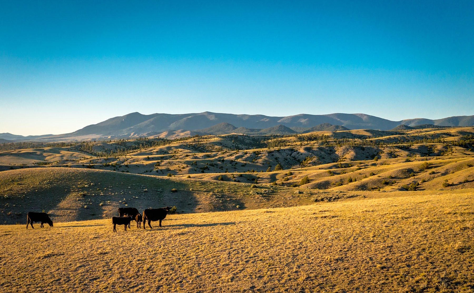 Double C Ranch - Sold - Montana - Hall and Hall