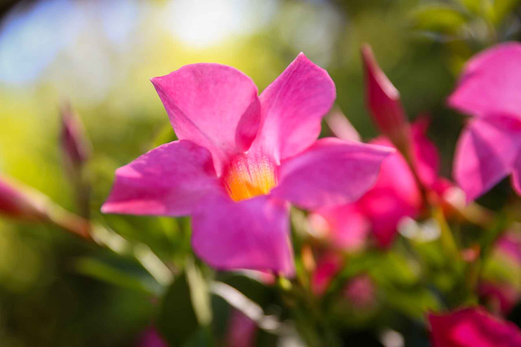 Chicora Wood Plantation - Sold - South Carolina - Hall and Hall
