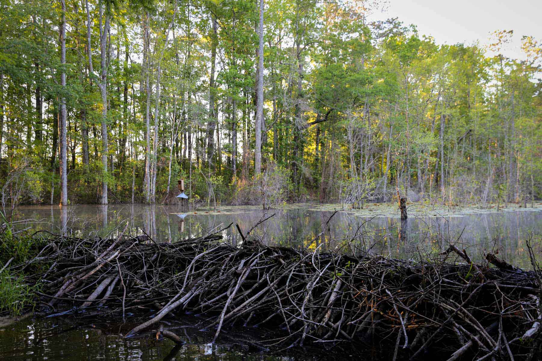 Chicora Wood Plantation - Sold - South Carolina - Hall and Hall