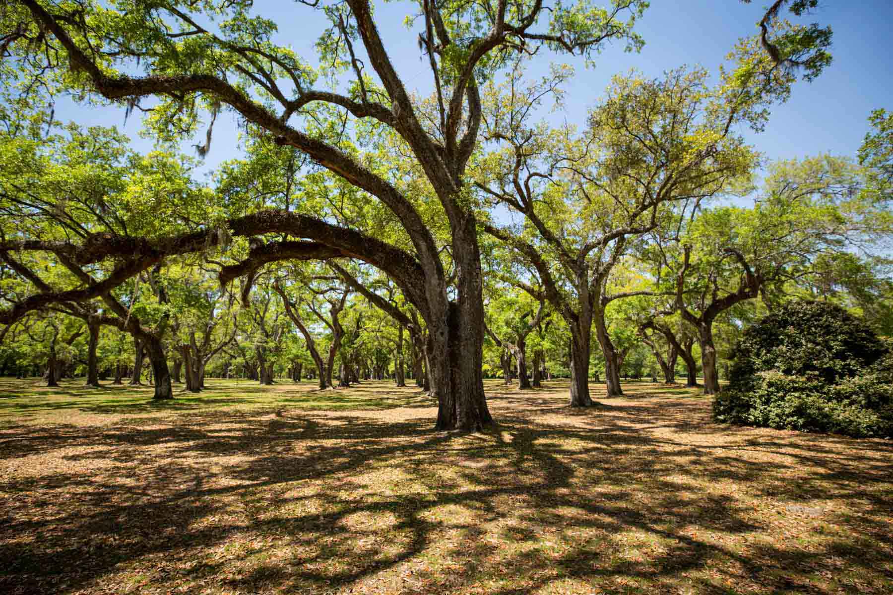 Chicora Wood Plantation - Sold - South Carolina - Hall and Hall