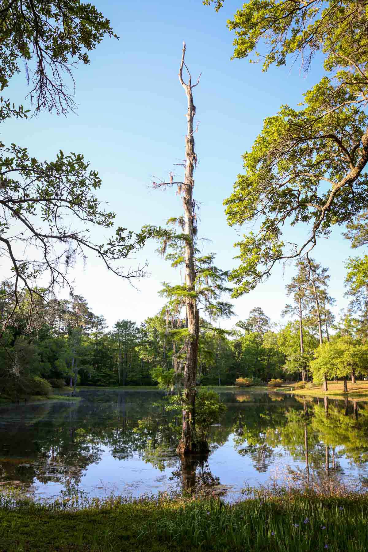 Chicora Wood Plantation - Sold - South Carolina - Hall and Hall