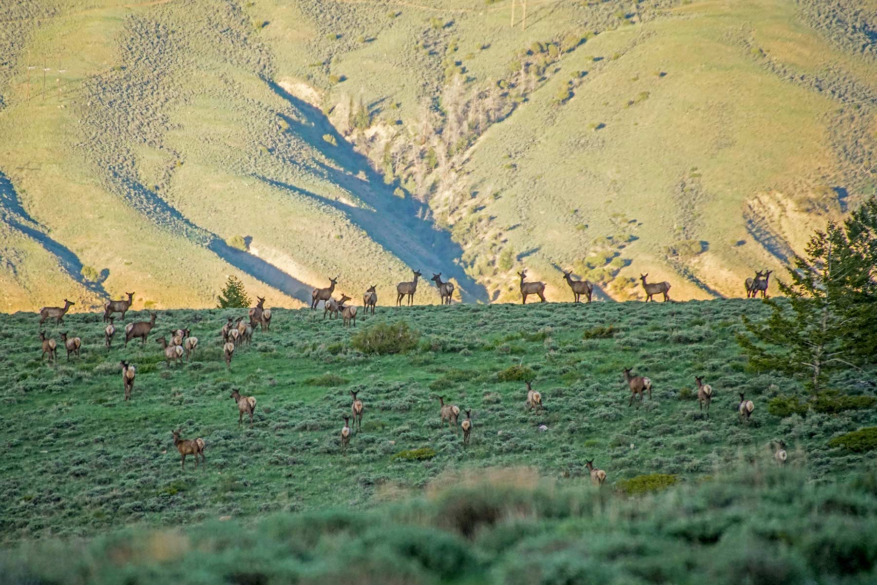 Elk Island Ranch - Sold - Colorado - Hall and Hall