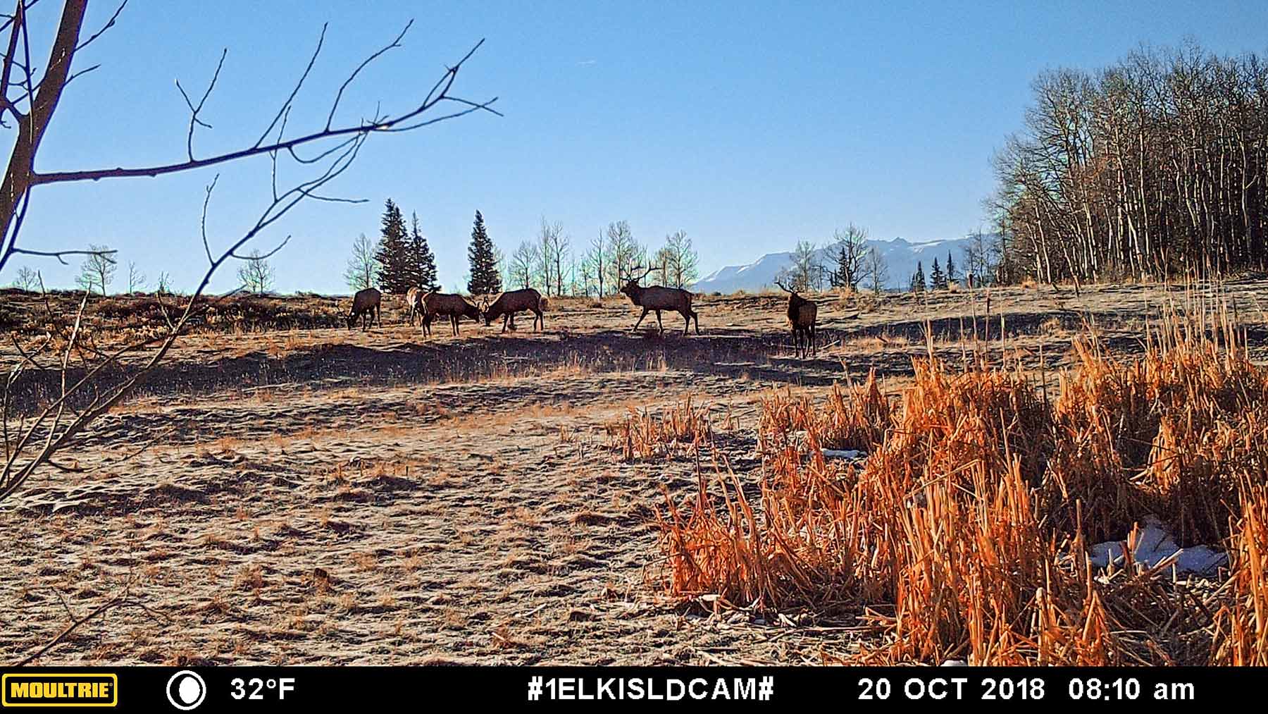 Elk Island Ranch - Hall and Hall