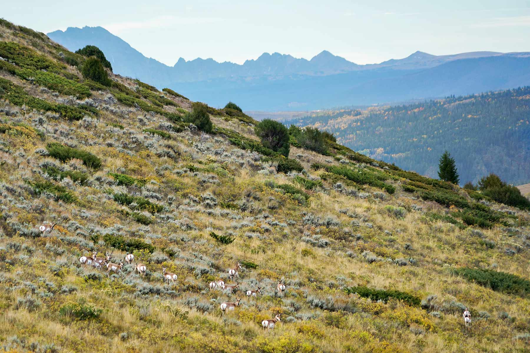 Elk Island Ranch - Hall and Hall