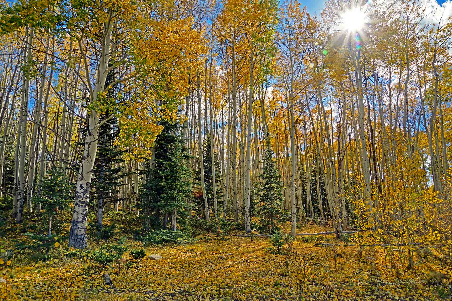 Elk Island Ranch - Sold - Colorado - Hall and Hall