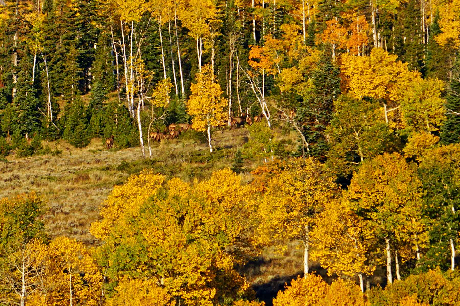 Elk Island Ranch - Sold - Colorado - Hall and Hall