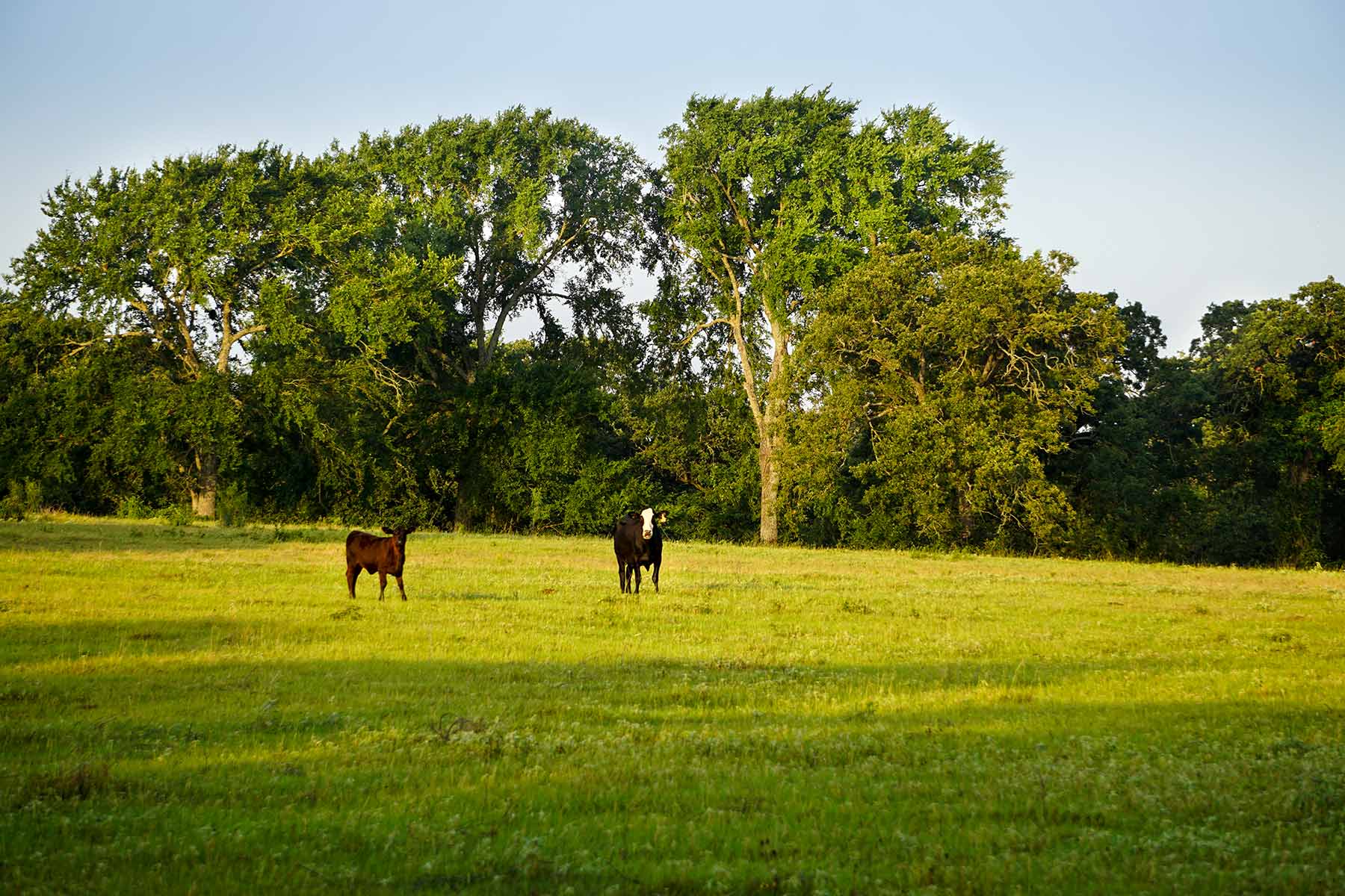 McCrary Ranch - Sold - Texas - Hall and Hall