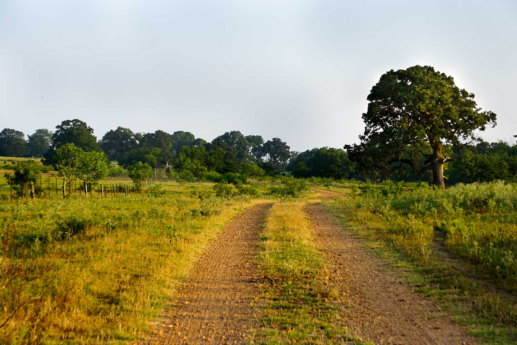 McCrary Ranch - Sold - Texas - Hall and Hall