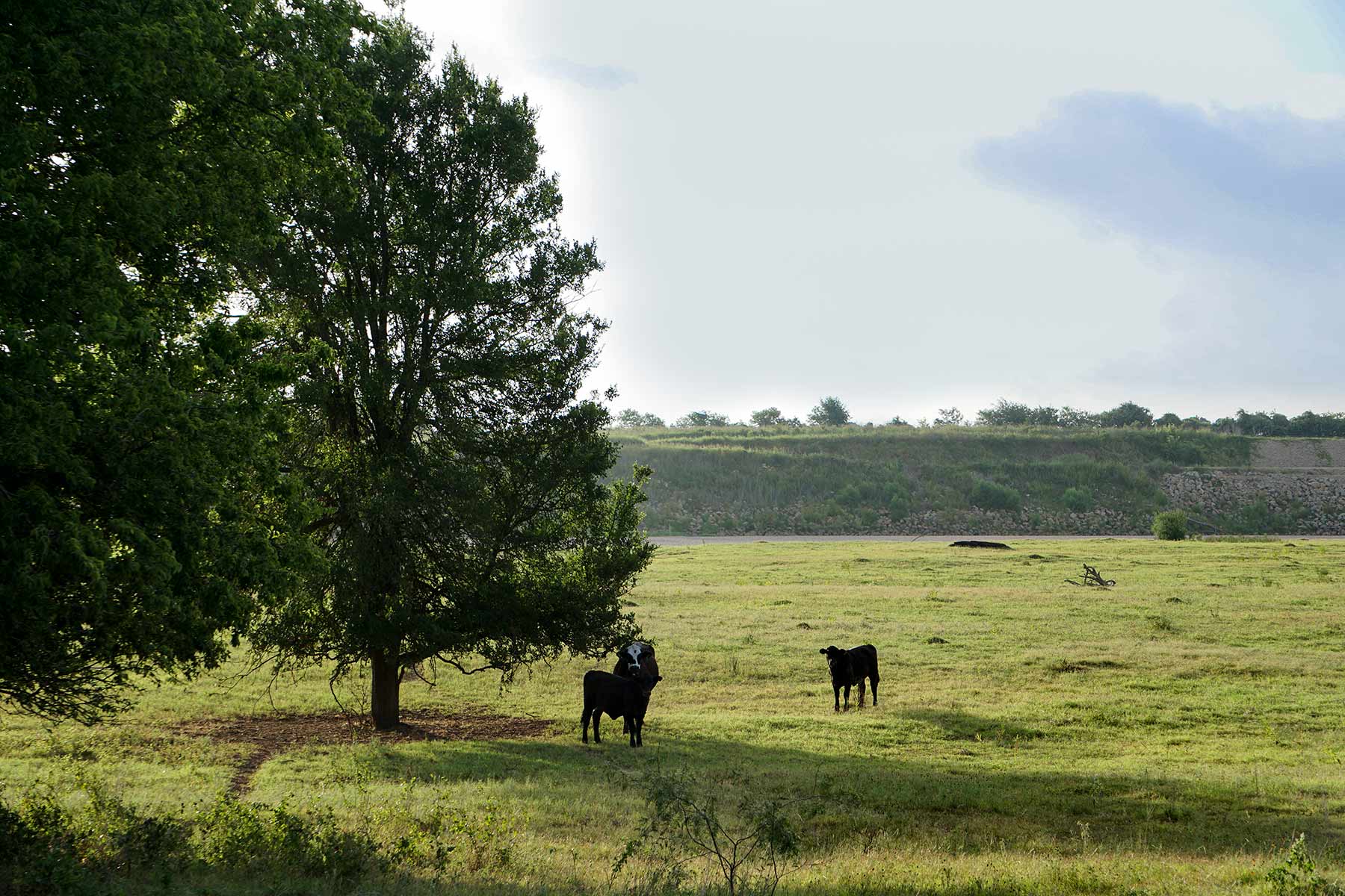 McCrary Ranch - Sold - Texas - Hall and Hall