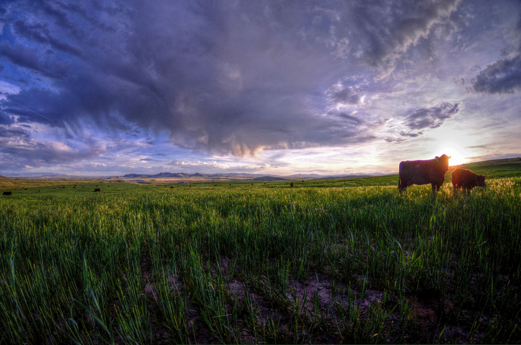 Copper City Ranch - Sold - Montana - Hall and Hall