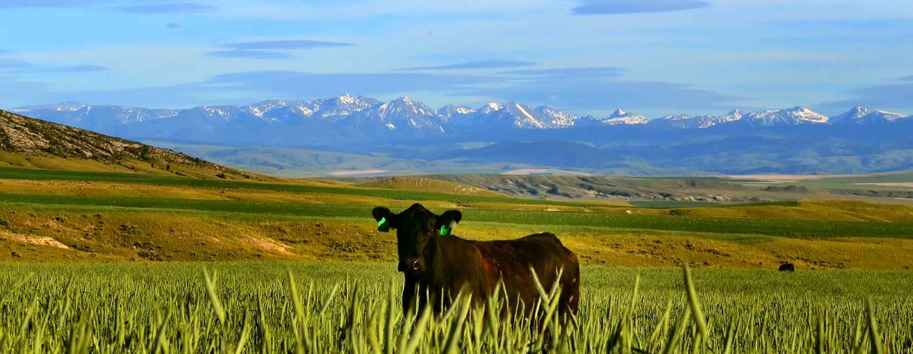 Copper City Ranch - Sold - Montana - Hall and Hall