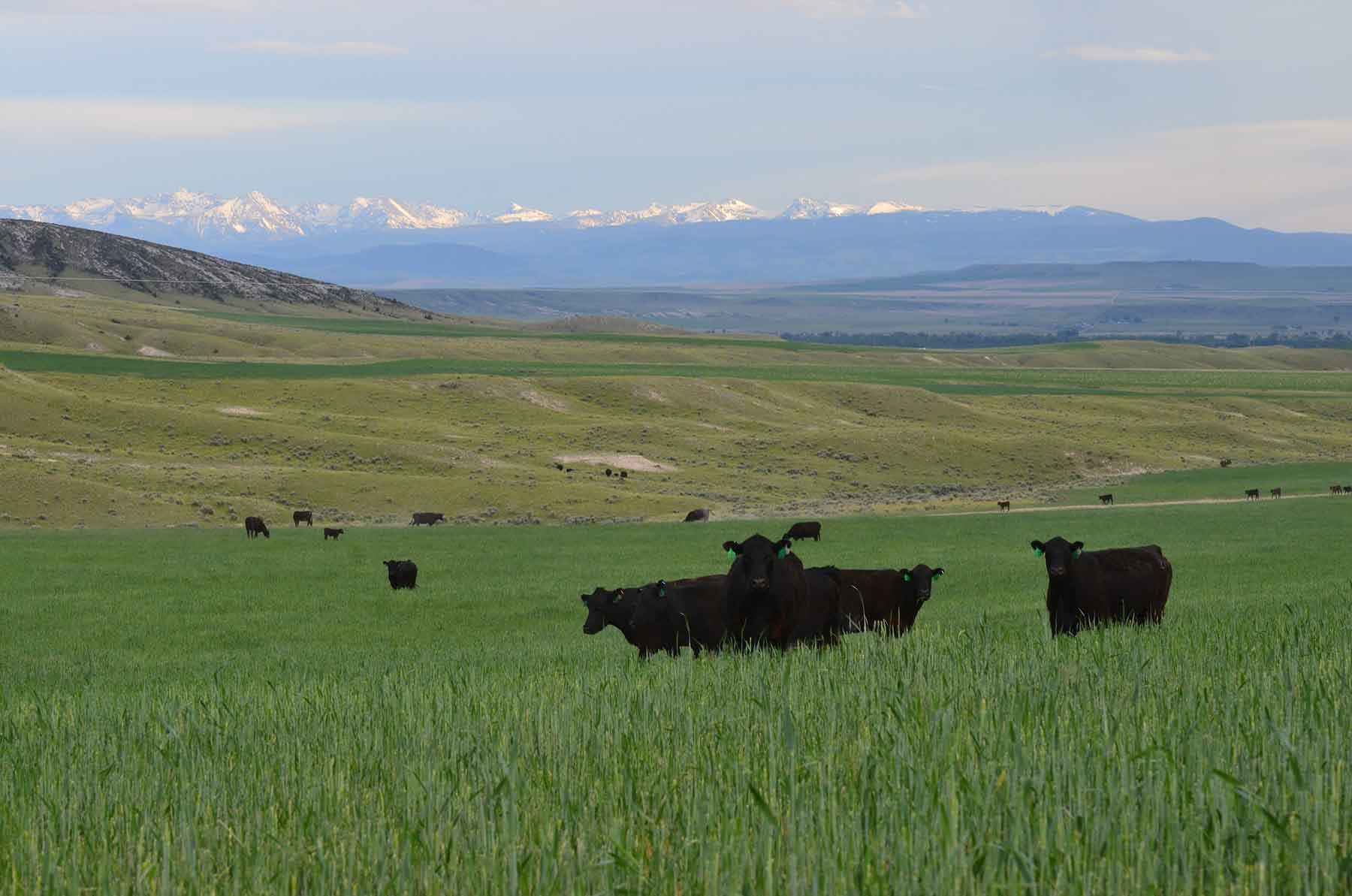 Copper City Ranch - Sold - Montana - Hall and Hall