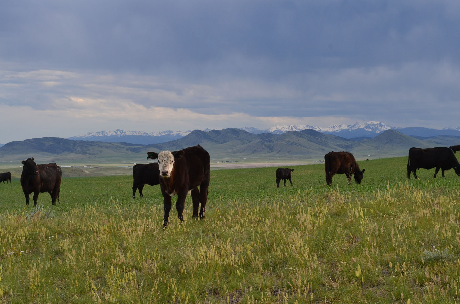 Copper City Ranch - Sold - Montana - Hall and Hall
