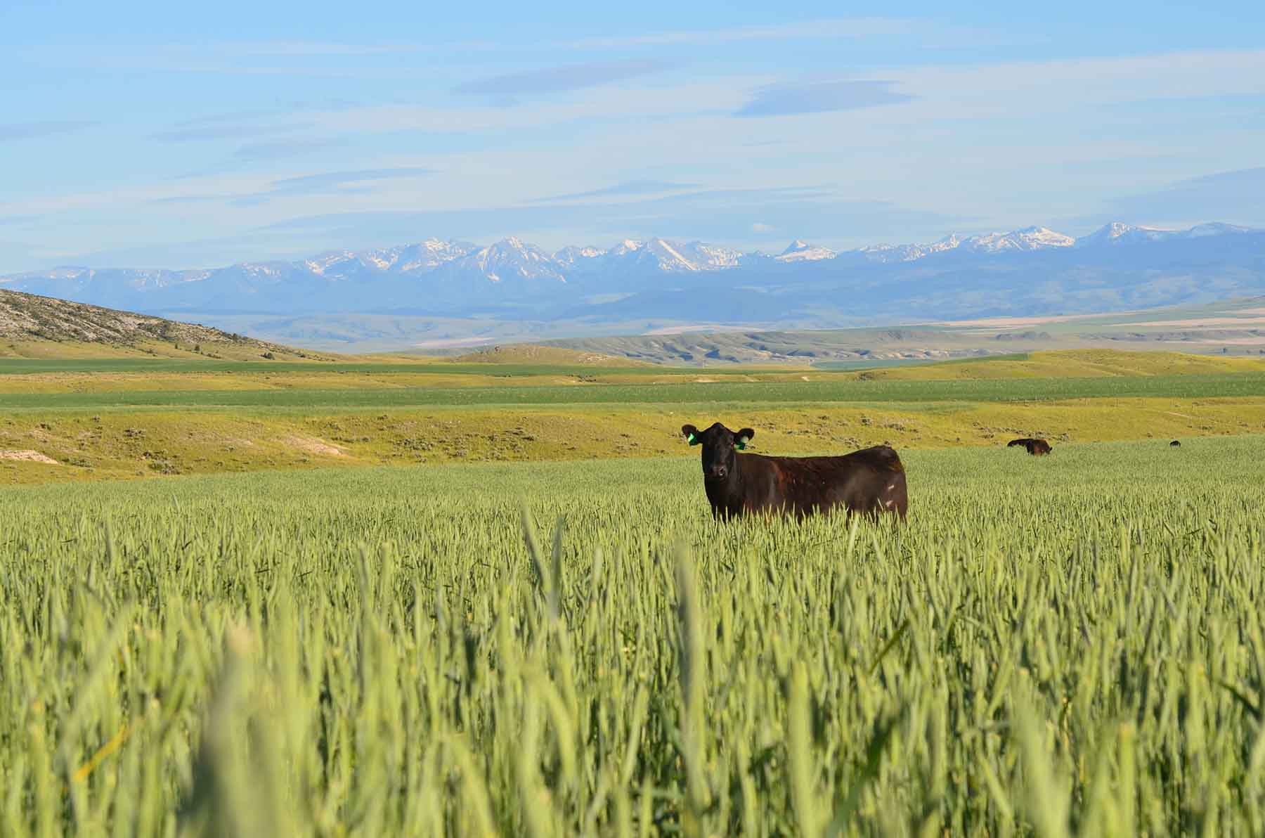 Copper City Ranch - For Sale - Montana - Hall and Hall