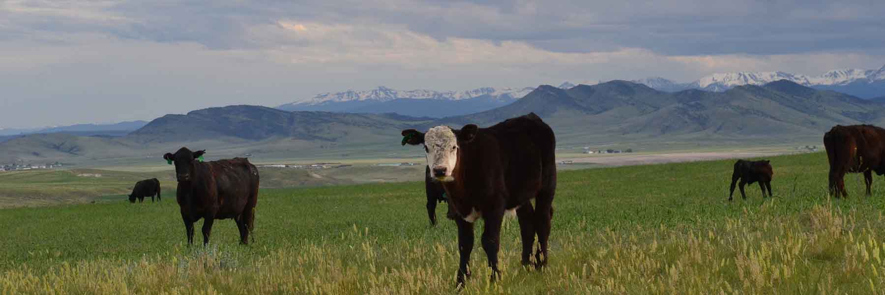 Copper City Ranch - Sold - Montana - Hall and Hall