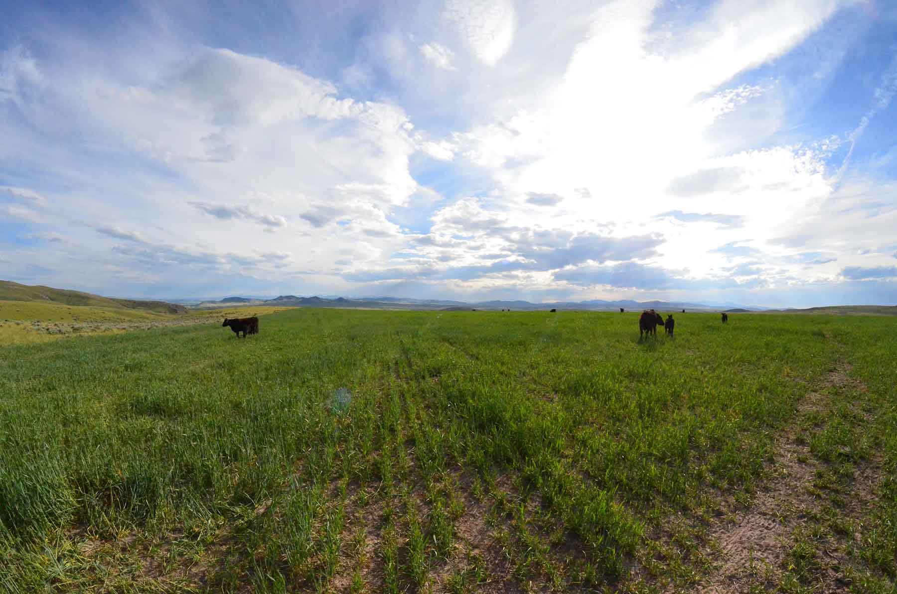 Copper City Ranch - For Sale - Montana - Hall and Hall