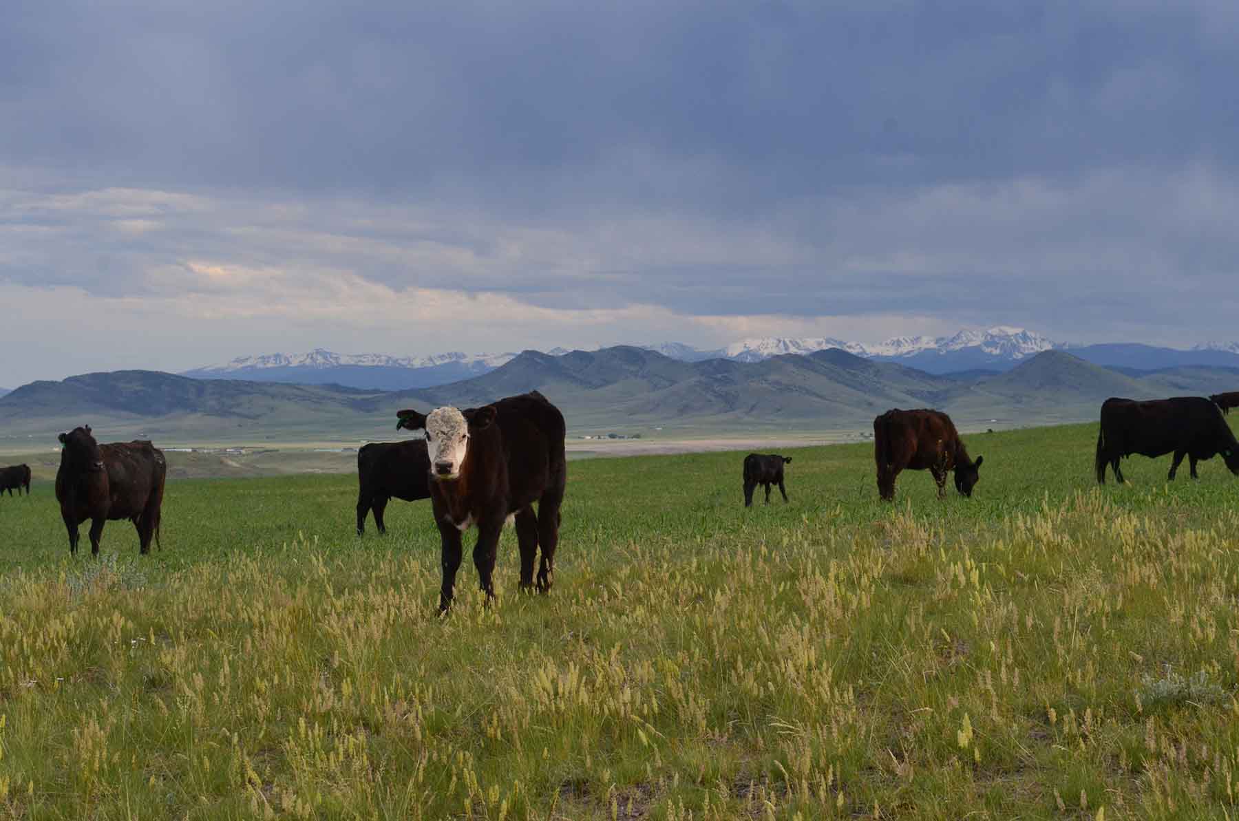 Copper City Ranch - Sold - Montana - Hall and Hall