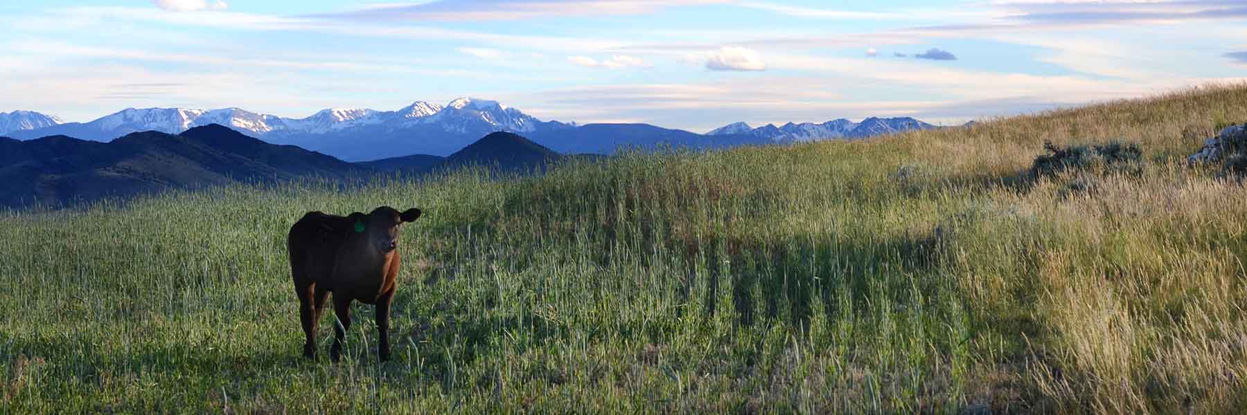 Copper City Ranch - Sold - Montana - Hall and Hall
