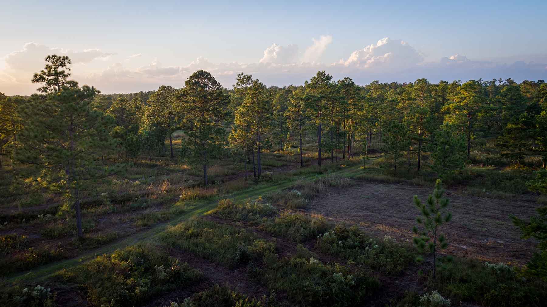 Loveridge Plantation - Sold - Florida - Hall and Hall
