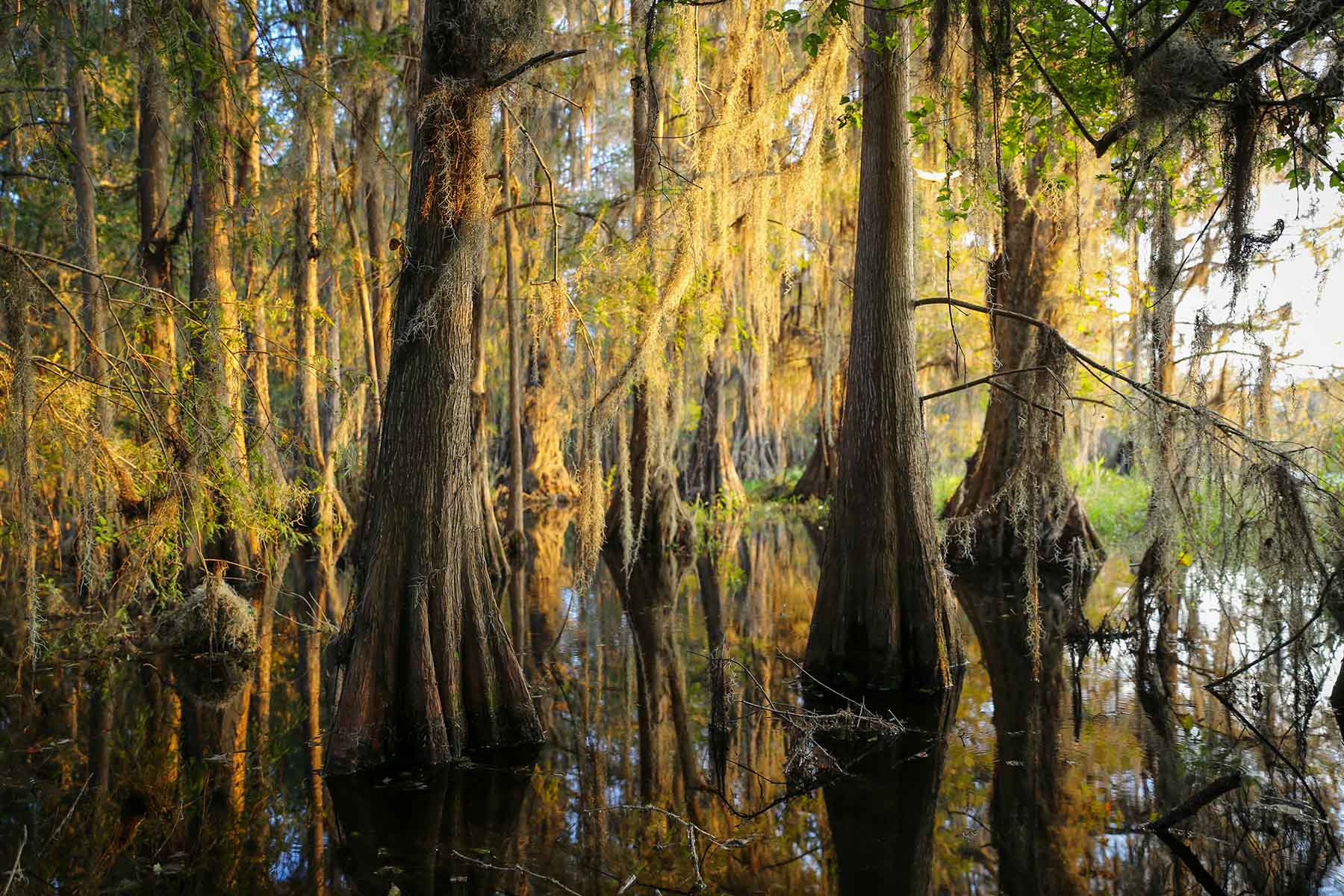 Loveridge Plantation - Sold - Florida - Hall and Hall