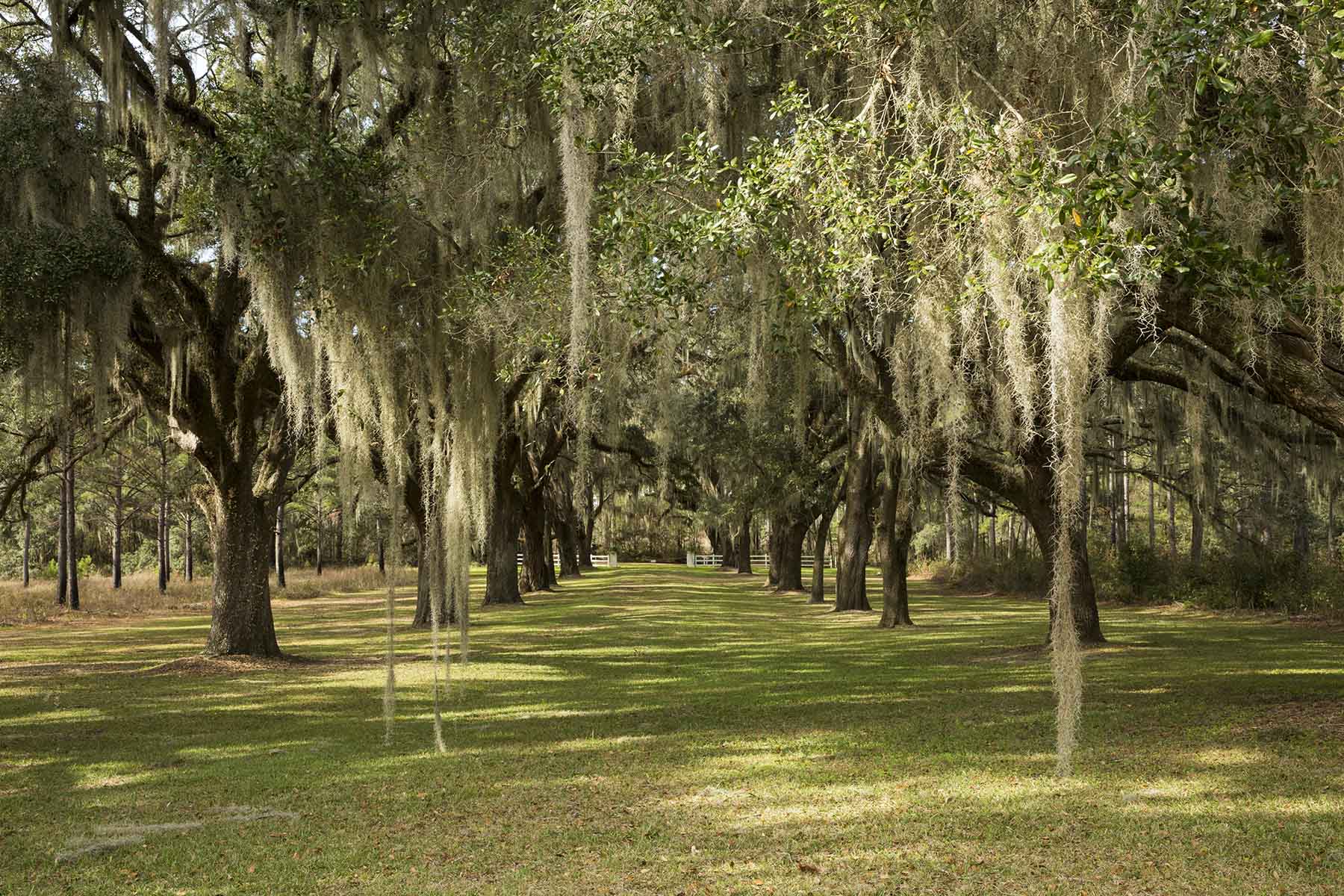 Loveridge Plantation - Sold - Florida - Hall and Hall