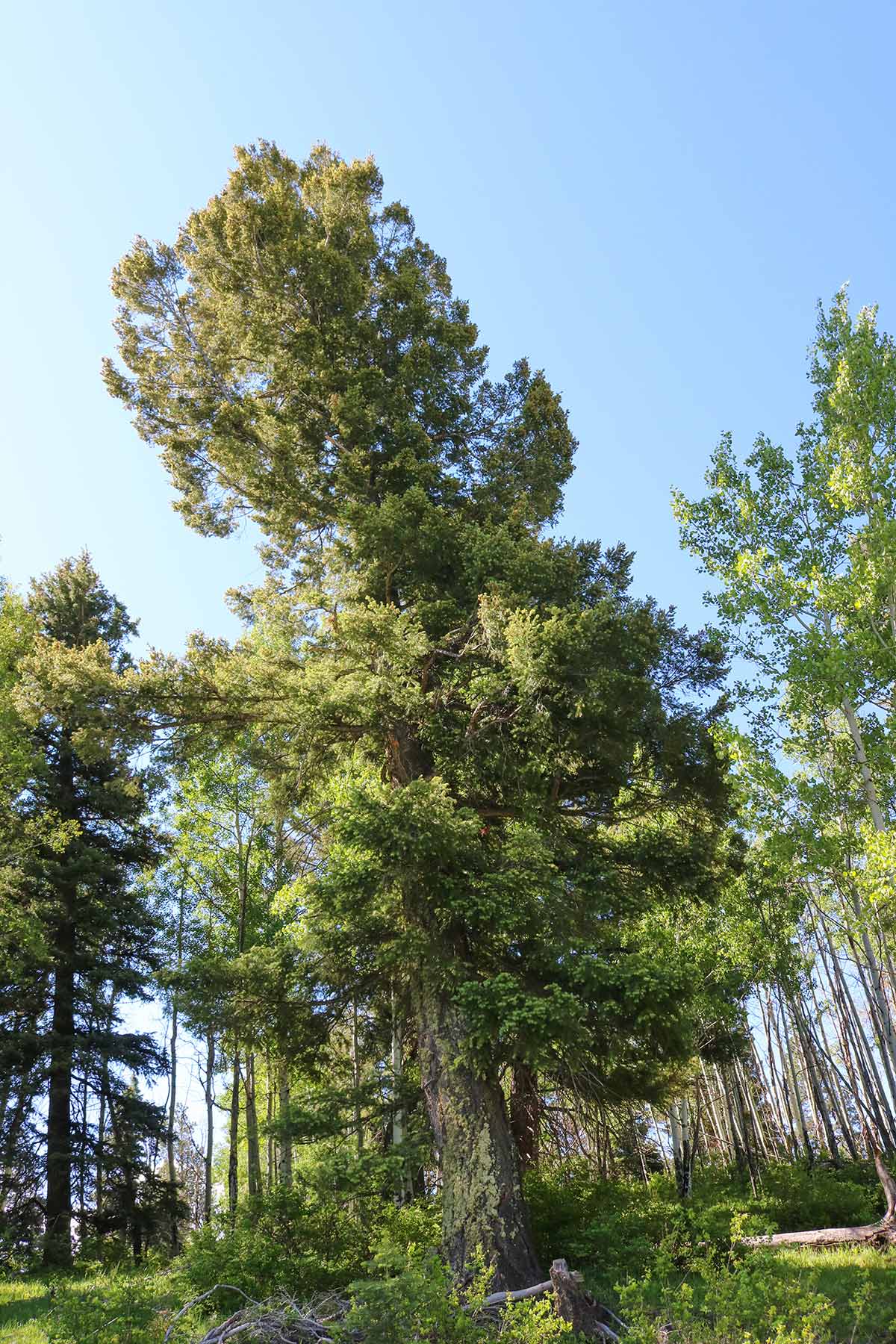 High Timber Ranch - Sold - New Mexico - Hall and Hall