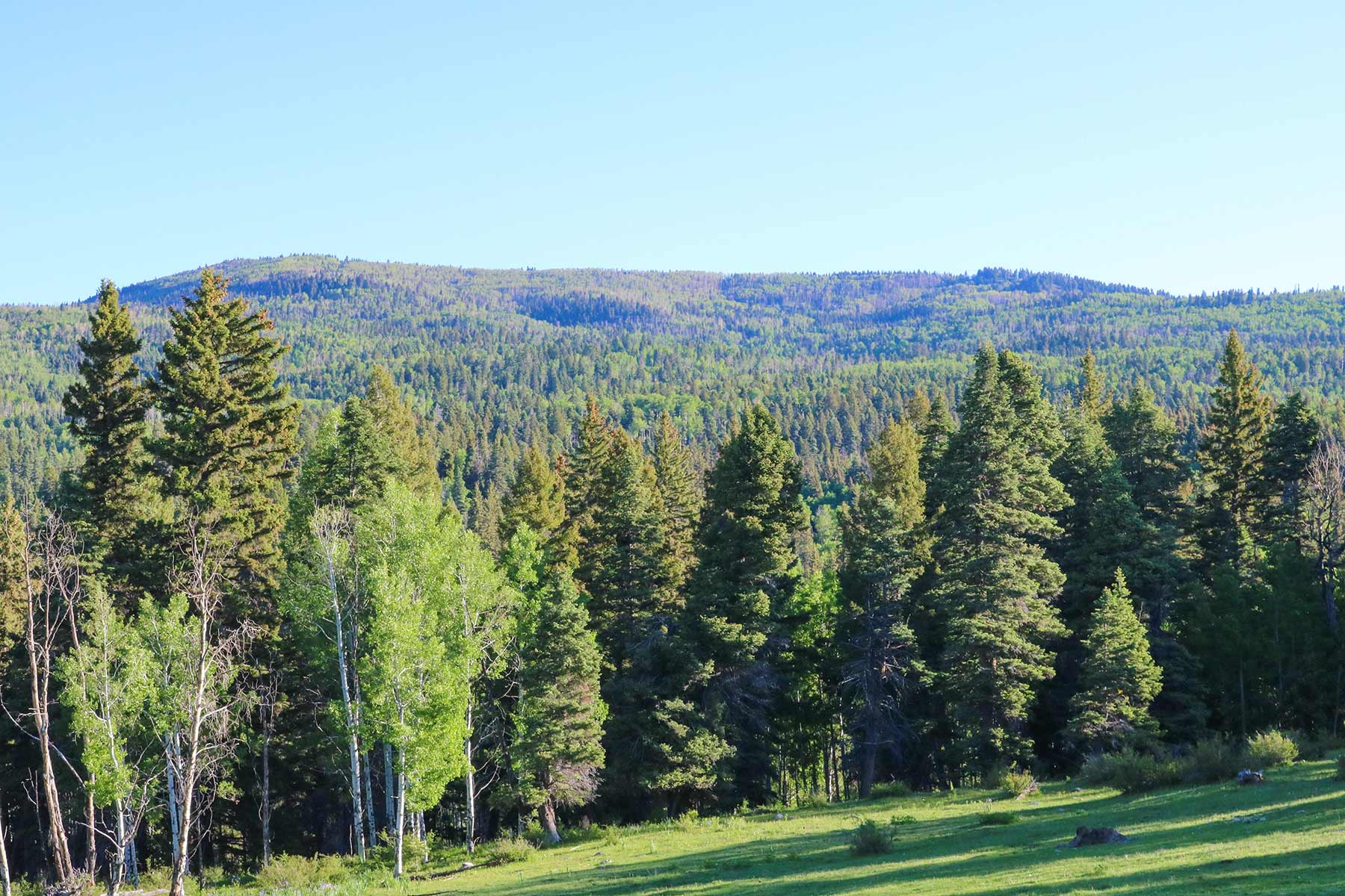 High Timber Ranch - Sold - New Mexico - Hall and Hall