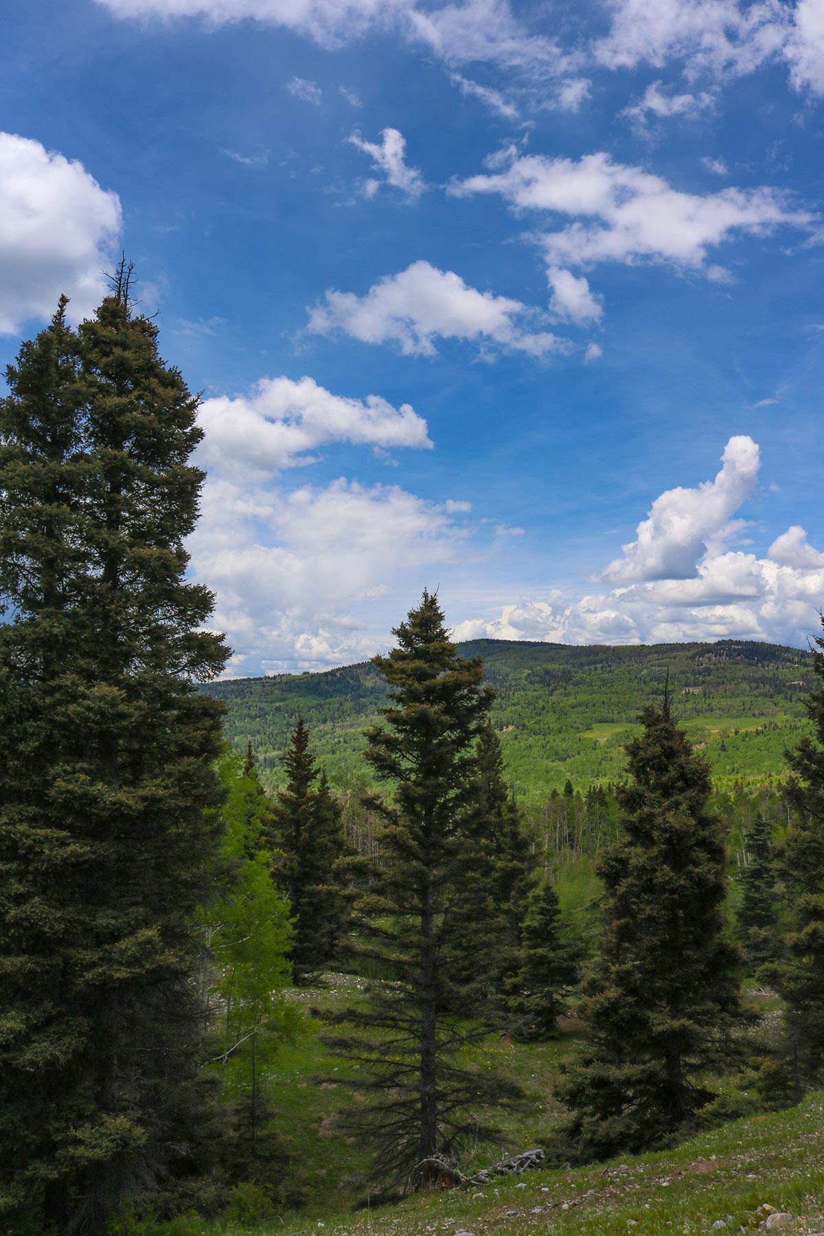 High Timber Ranch - Sold - New Mexico - Hall and Hall