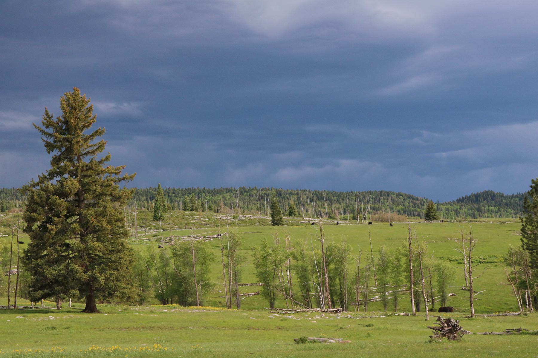High Timber Ranch - Sold - New Mexico - Hall and Hall