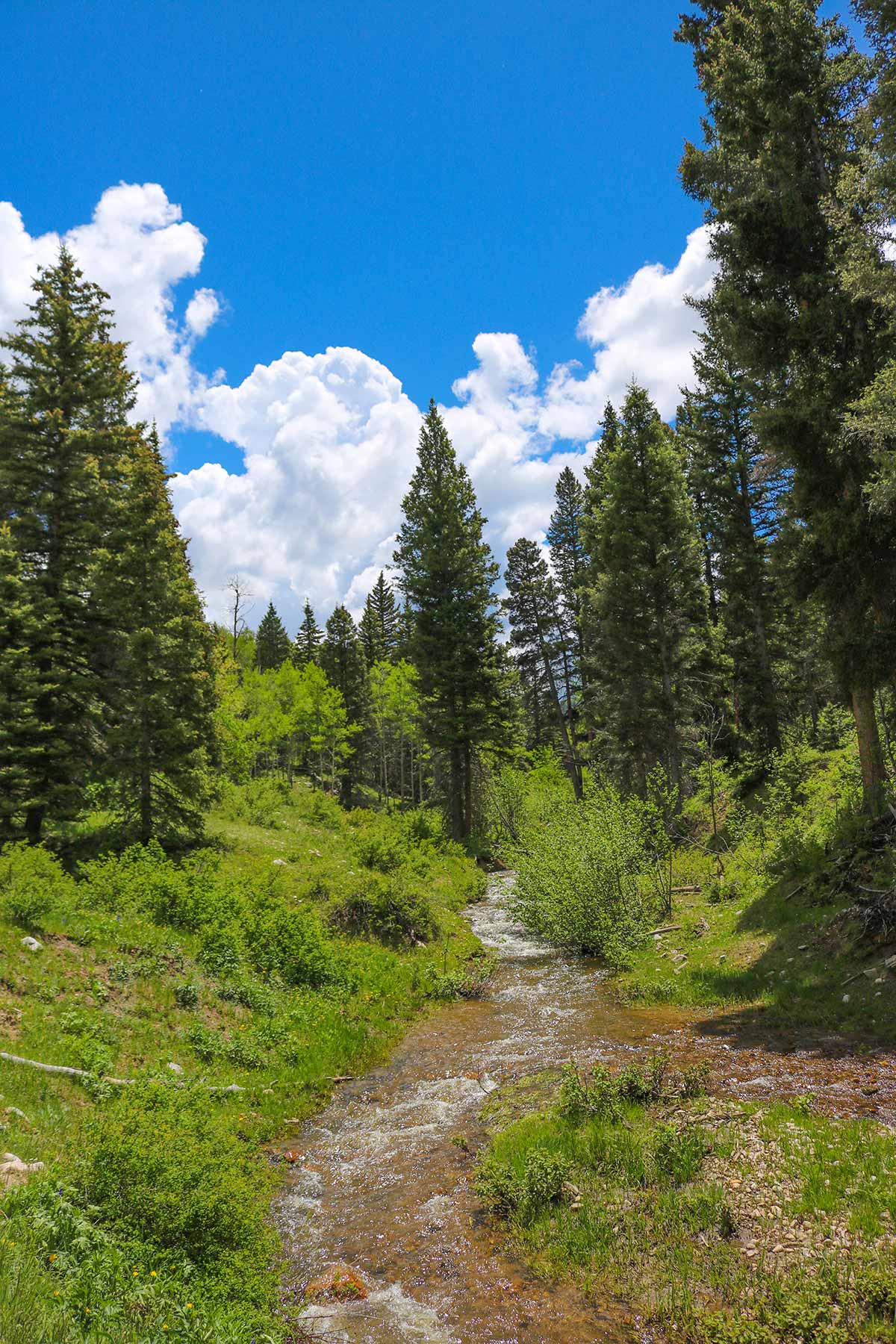 High Timber Ranch - Sold - New Mexico - Hall and Hall