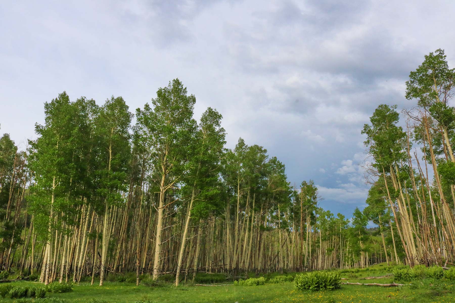 High Timber Ranch - Sold - New Mexico - Hall and Hall
