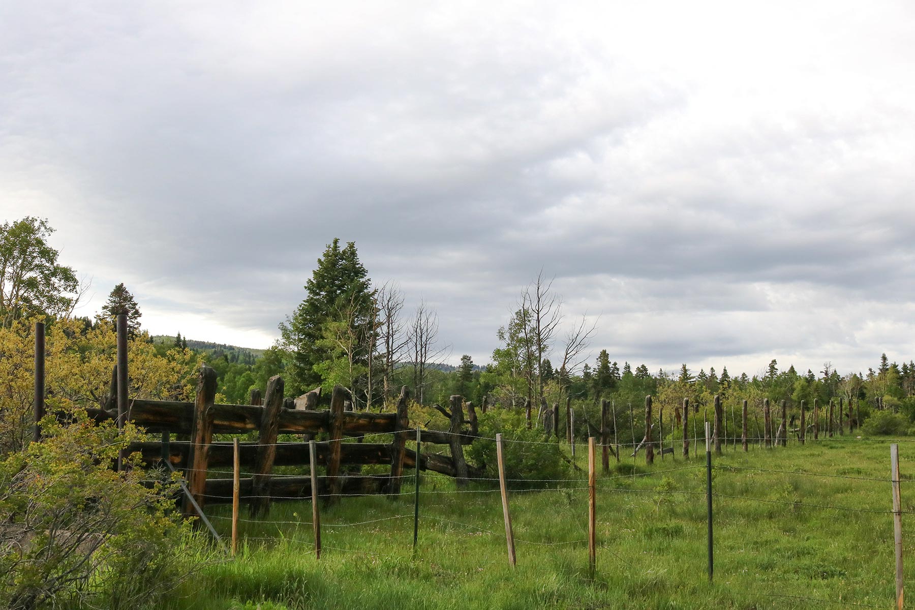 High Timber Ranch - Sold - New Mexico - Hall and Hall