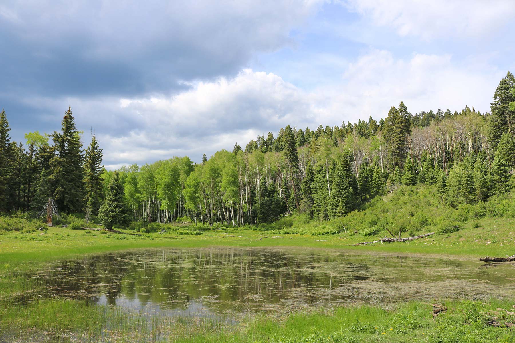 High Timber Ranch - Sold - New Mexico - Hall and Hall