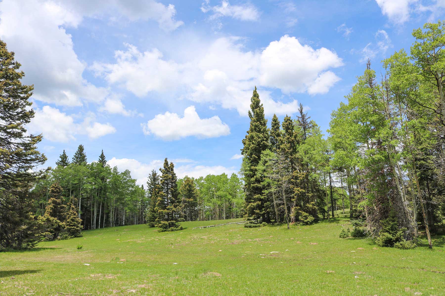High Timber Ranch - Sold - New Mexico - Hall and Hall