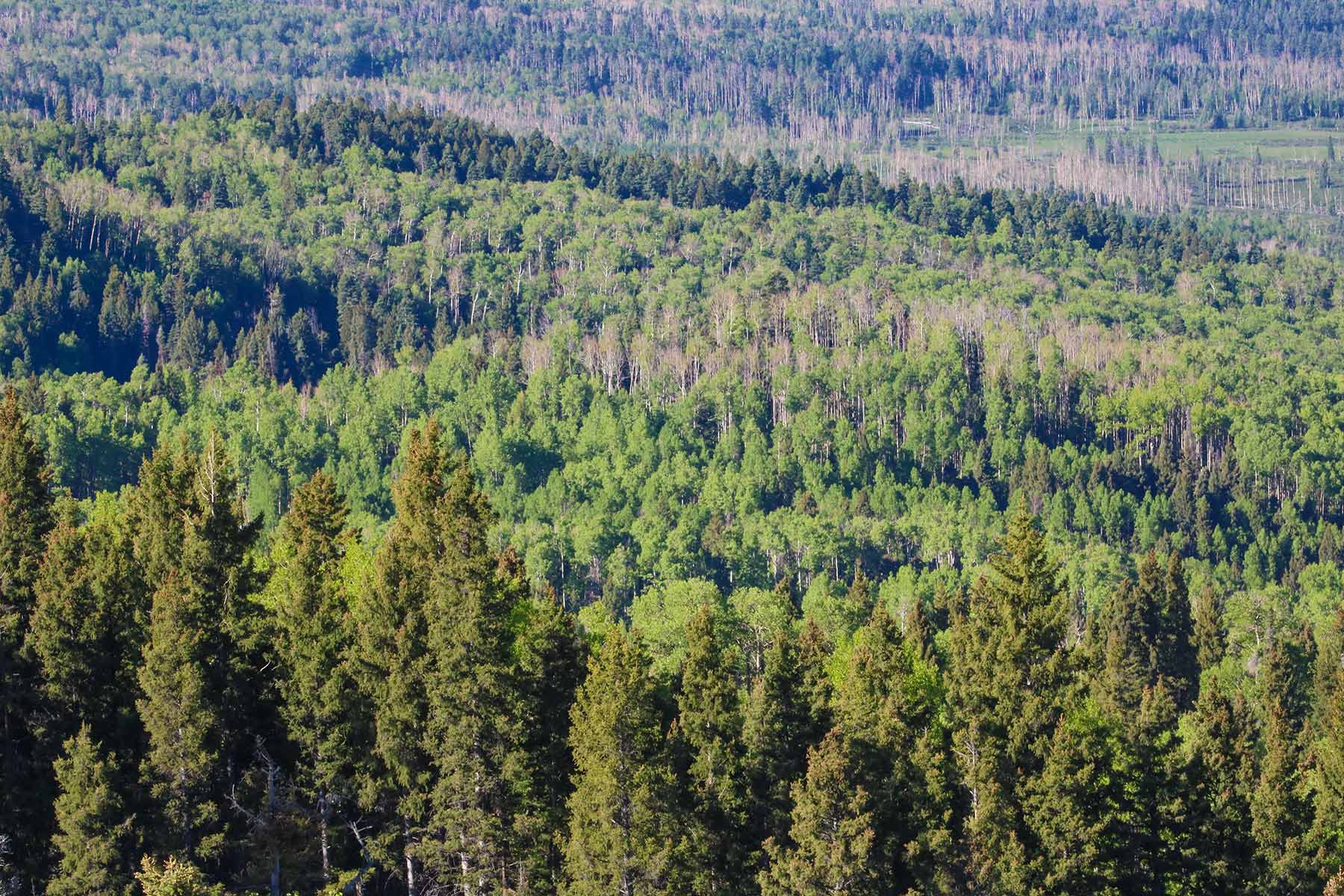 High Timber Ranch - Sold - New Mexico - Hall and Hall